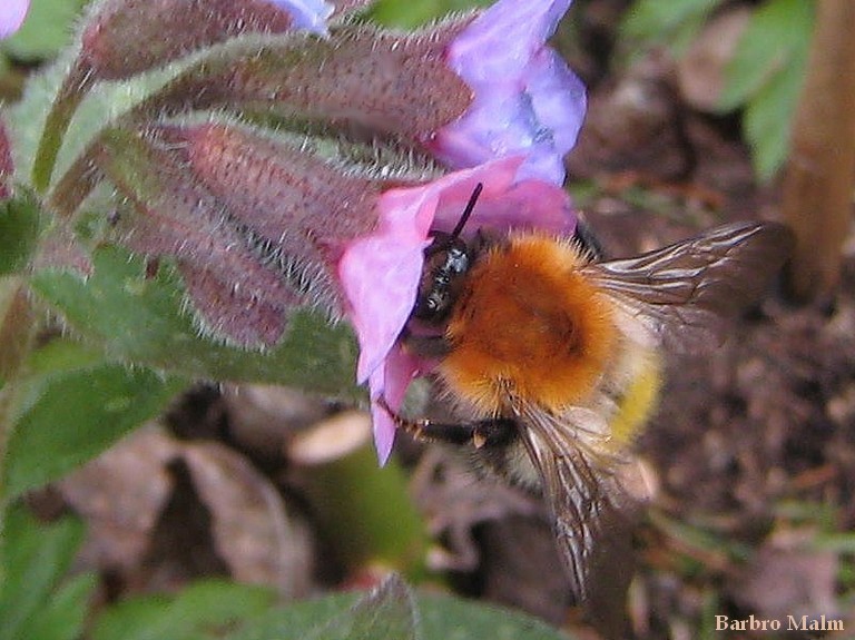 Barbros naturdagbok maj 2012