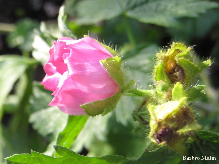 Senhöstens blommor 23 november 2012