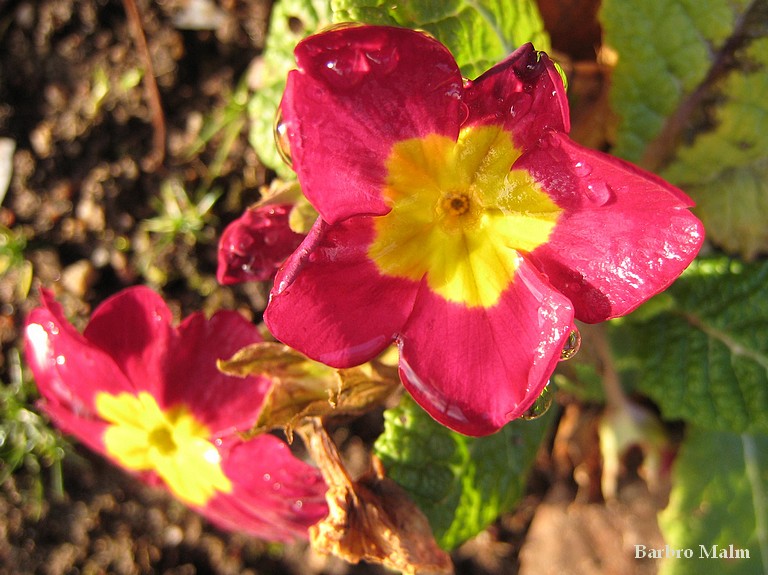 Senhöstens blommor 23 november 2012
